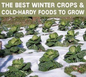 The Best Winter Crops and Cold-Hardy Foods To Grow - Mental Scoop