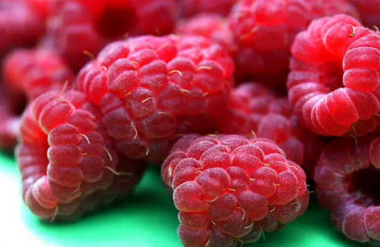 Interesting Facts About Raspberries - Mental Scoop
