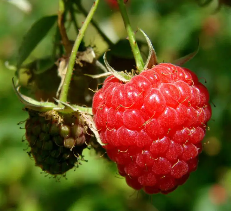 Interesting Facts About Raspberries - Mental Scoop
