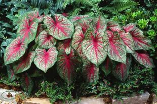 13 Plants That Give You Bang for Your Buck - Mental Scoop