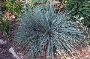 10 Top Ornamental Grasses - Mental Scoop