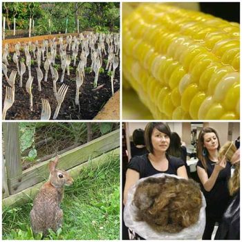 20 Ways to Deter Rabbits from Eating Your Garden - Mental Scoop