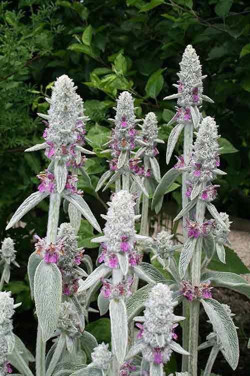 Beautiful Plants You’ll Barely Need to Water - Mental Scoop