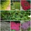 10 Most Resilient Ground Covers For Your Garden - Mental Scoop