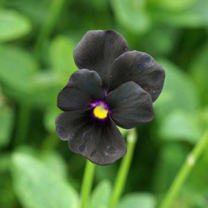 15 Best Black Flowers To Add Depth And Drama To Your Garden - Mental Scoop
