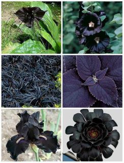 15 Best Black Flowers To Add Depth And Drama To Your Garden - Mental Scoop