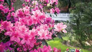 12 Best Bushes To Plant Under Trees - Mental Scoop