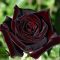15 Best Black Flowers To Add Depth And Drama To Your Garden - Mental Scoop