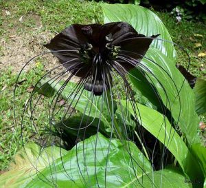 15 Best Black Flowers To Add Depth And Drama To Your Garden - Mental Scoop