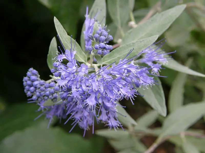Top 10 Flowers That Look Stunning in Hanging Baskets This Fall - Mental ...