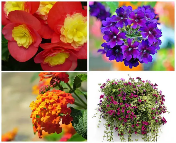 Top 10 Flowers That Look Stunning in Hanging Baskets This Fall - Mental ...