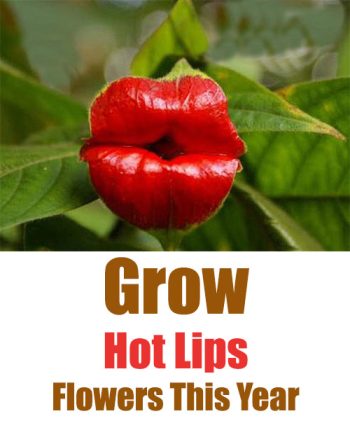 Grow Hot Lips Flowers This Year - Mental Scoop