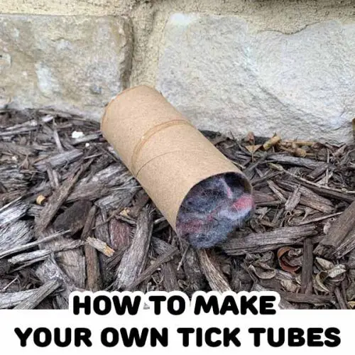 How To Pinch Your Zinnias For A Huge Bloom! - Mental Scoop