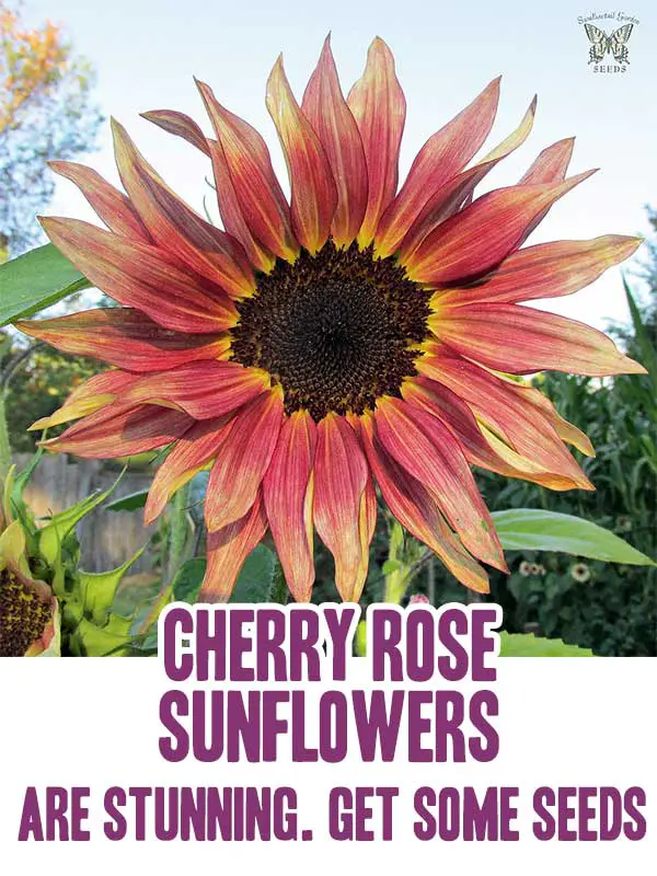Cherry Rose sunflowers Are Stunning. Get Some Seeds - Mental Scoop