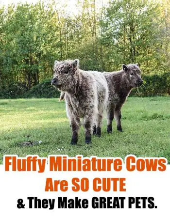 Fluffy Miniature Cows Are SO CUTE and They Make GREAT PETS. - Mental Scoop