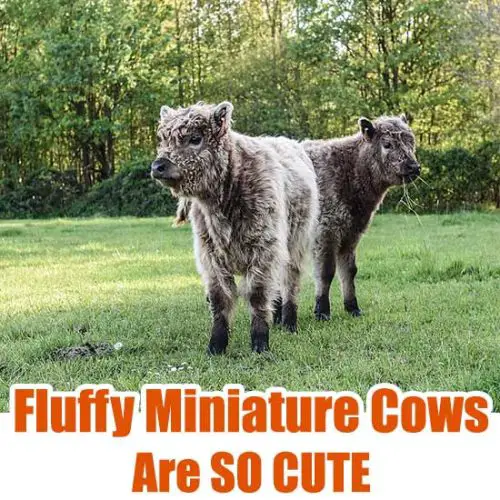 There Are Fluffy Blacknose Sheep You Can Own As A Pet and They Are So ...