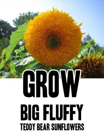 Grow BIG FLUFFY Teddy Bear Sunflowers - Mental Scoop