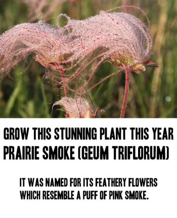 Grow this stunning plant this year.. Prairie Smoke - Mental Scoop