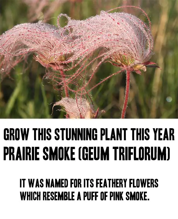Grow this stunning plant this year.. Prairie Smoke - Mental Scoop