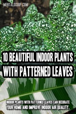 10 Beautiful Indoor Plants with Patterned Leaves - Mental Scoop
