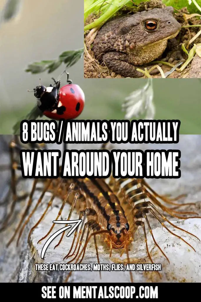 8 Bugs / Animals You Actually Want Around Your Home - Mental Scoop