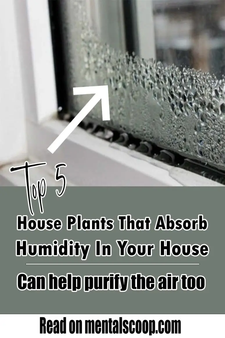 Top 5 House Plants That Absorb Humidity In Your House - Mental Scoop