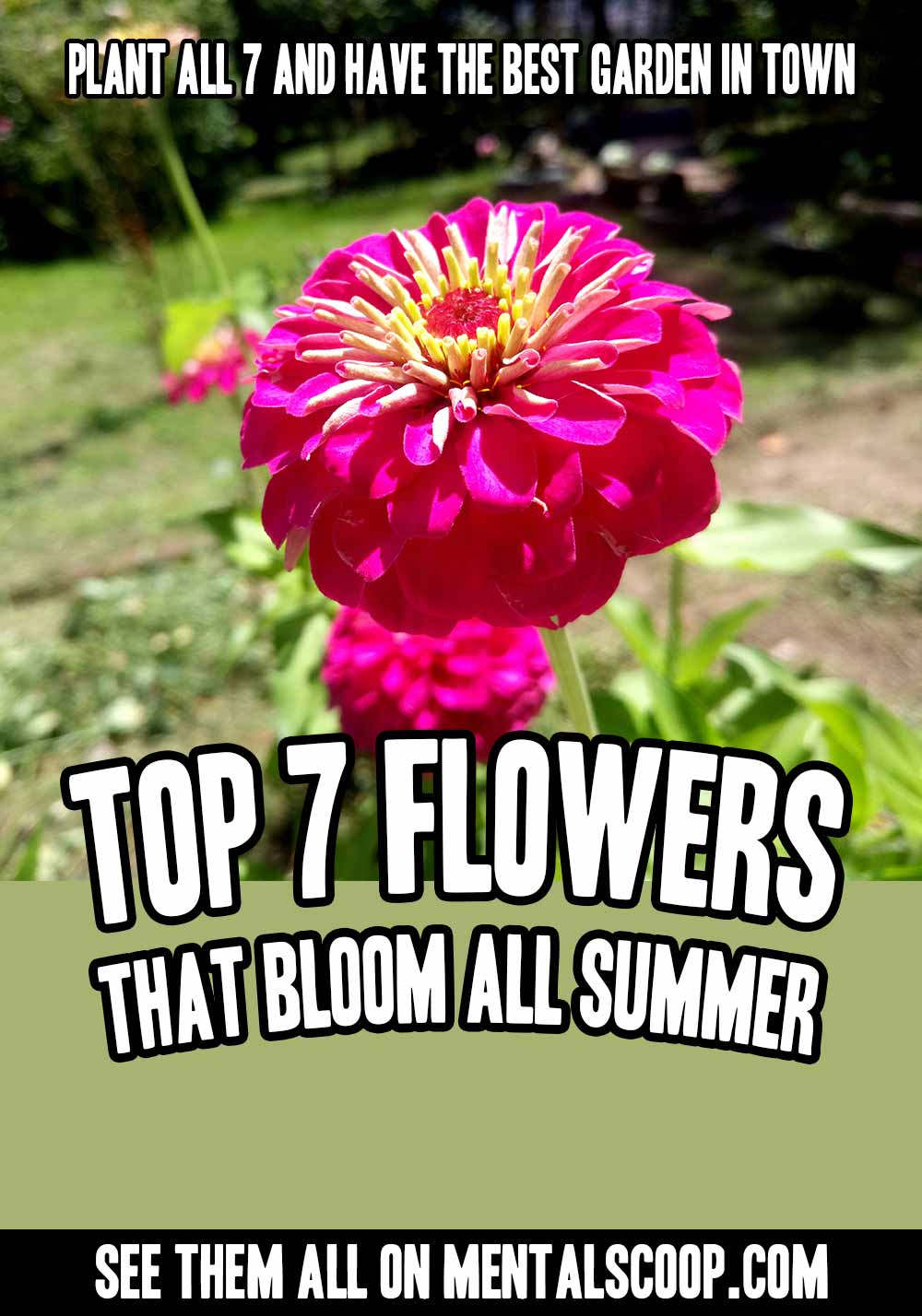 Top 7 Flowers That Bloom All Summer Mental Scoop Top 7 Flowers That Bloom All Summer Mental Scoop