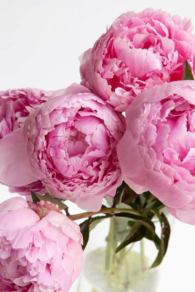 How To Grow The Biggest Peonies - Mental Scoop