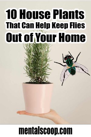 10 House Plants That Can Help Keep Flies Out of Your Home - Mental Scoop