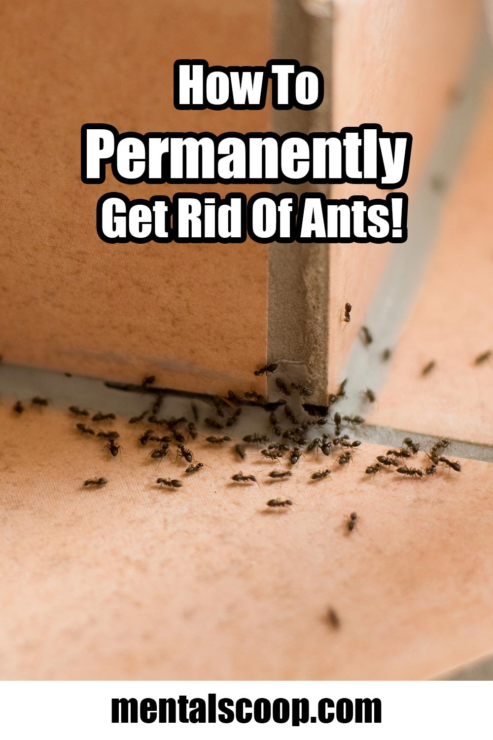 How To Permanently Get Rid Of Ants - Mental Scoop