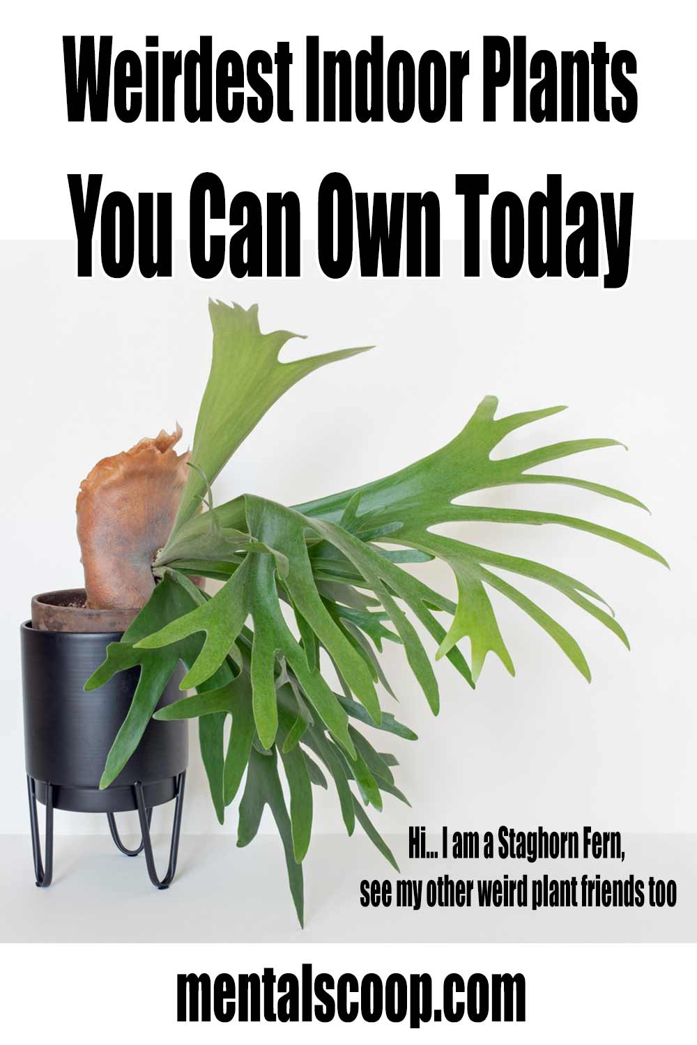Weirdest Indoor Plants You Can Own - Mental Scoop