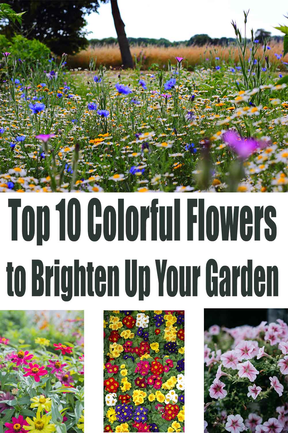 Top 10 Colorful Flowers to Brighten Up Your Garden - Mental Scoop