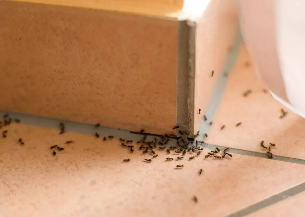 How To Permanently Get Rid Of Ants - Mental Scoop
