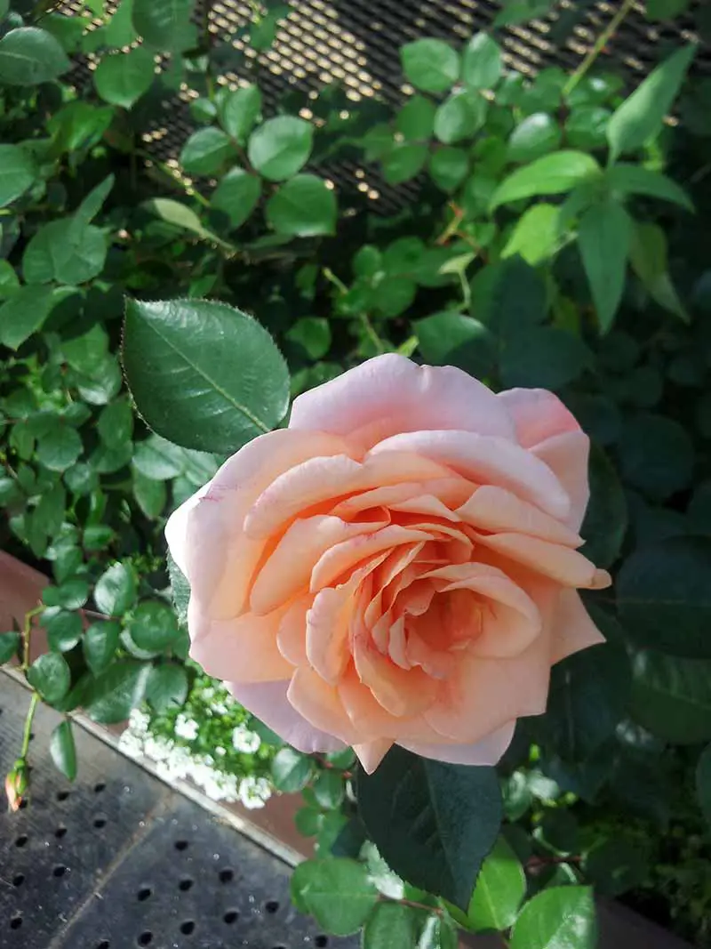 Growing Your Own Rose Bush: A Step-by-Step Guide to Taking Cuttings ...