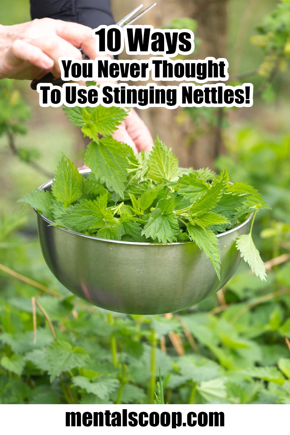 10 Ways You Never Thought To Use Stinging Nettles! - Mental Scoop