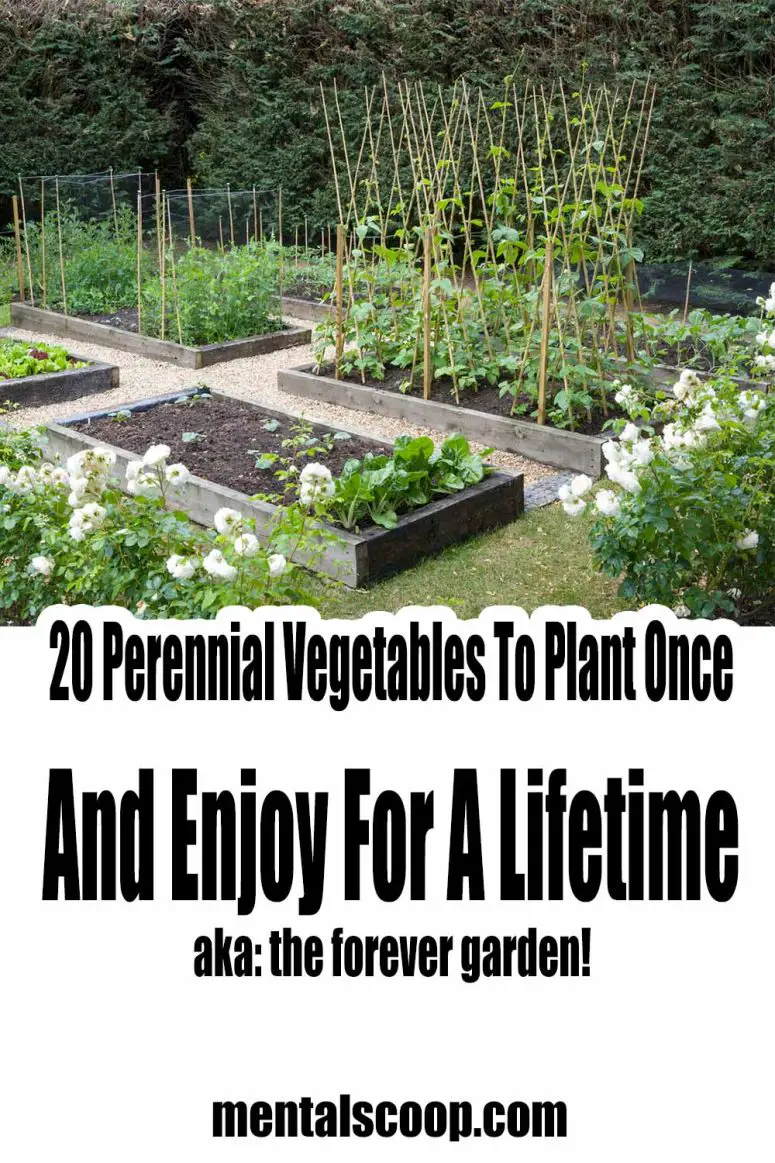 20 Perennial Crops You Can Plant Once and Enjoy Forever - Mental Scoop