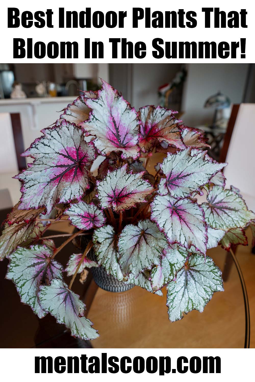 Best Indoor Plants That Bloom ALL Summer - Mental Scoop