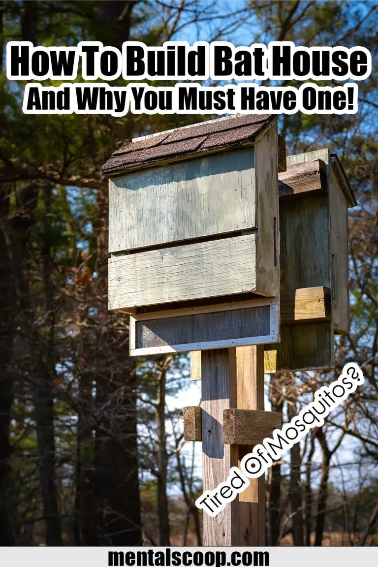 How To Build Bat House And Why You Must Have One! - Mental Scoop