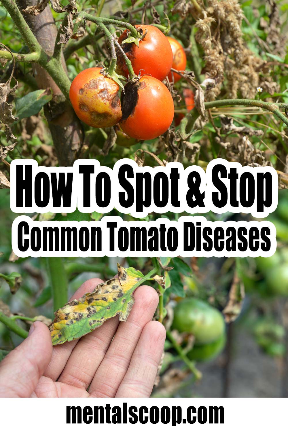 How To Spot & Stop Common Tomato Diseases - Mental Scoop
