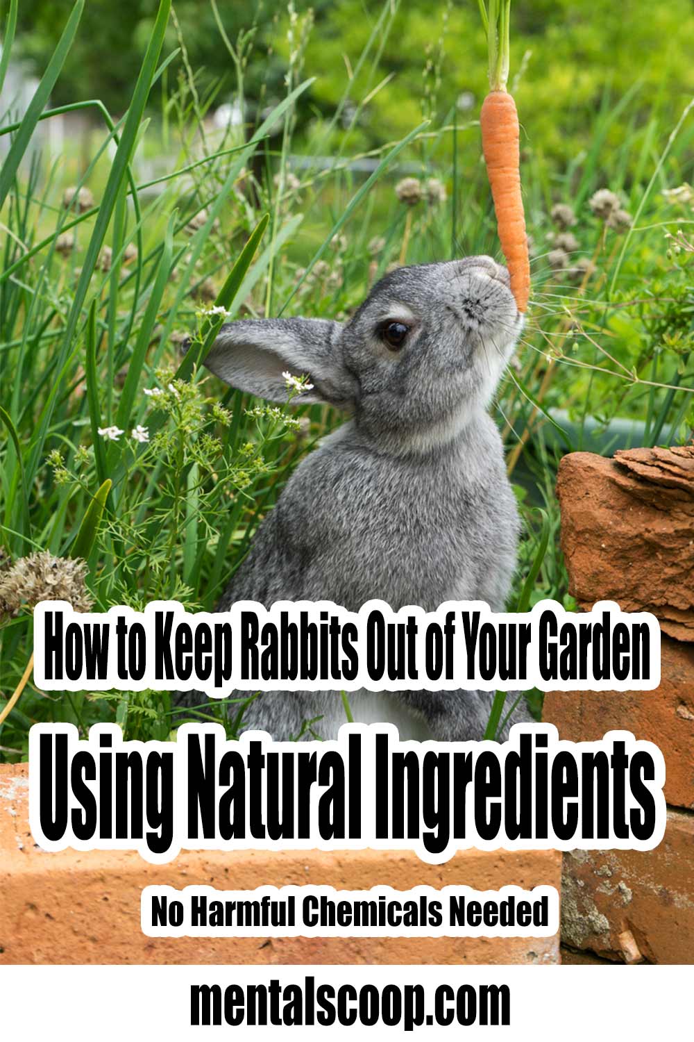 How to Keep Rabbits Out of Your Garden Using Natural Ingredients - No ...