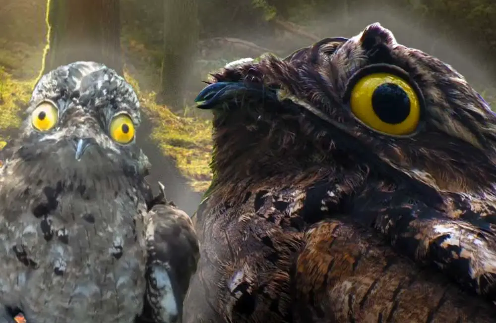 Unveiling the Mysterious and Elusive Great Potoo Bird: Are These Near ...