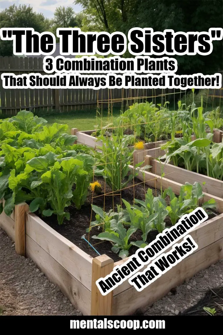 "The Three Sisters" 3 Combination Plants That Should Always Be Planted ...