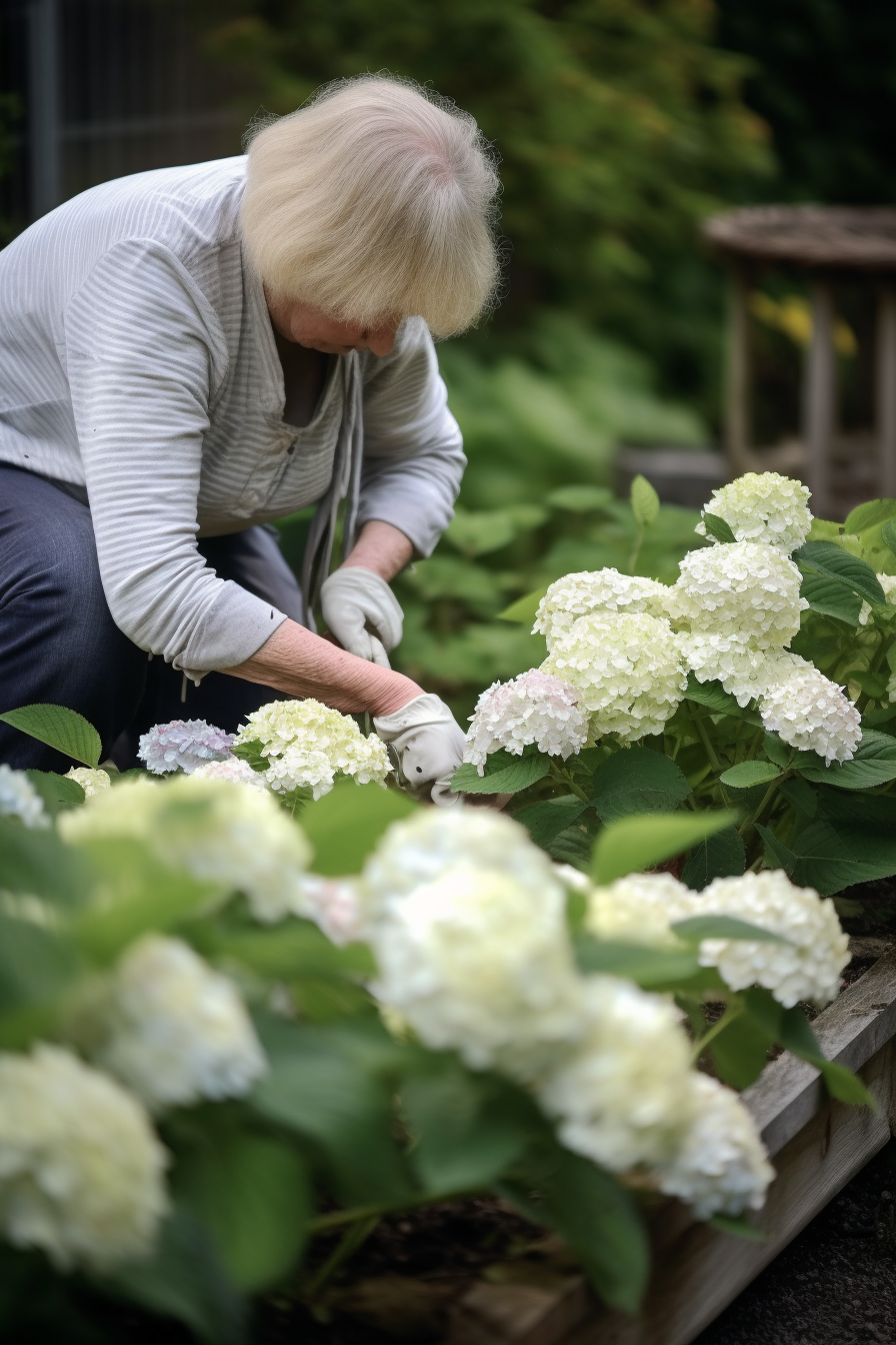 Multiply Your Hydrangeas With These Simple Cuttings Tricks! - Mental Scoop
