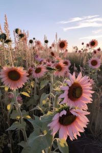 Grow Midnight Oil Pink Sunflowers - Mental Scoop