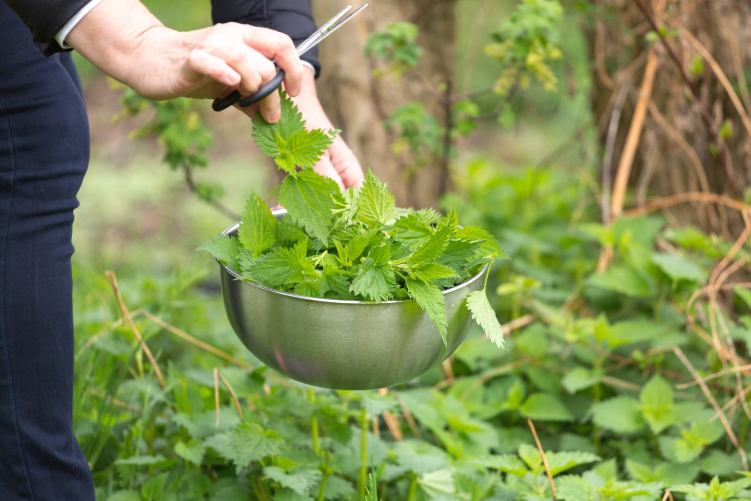 10 Ways You Never Thought To Use Stinging Nettles! - Mental Scoop