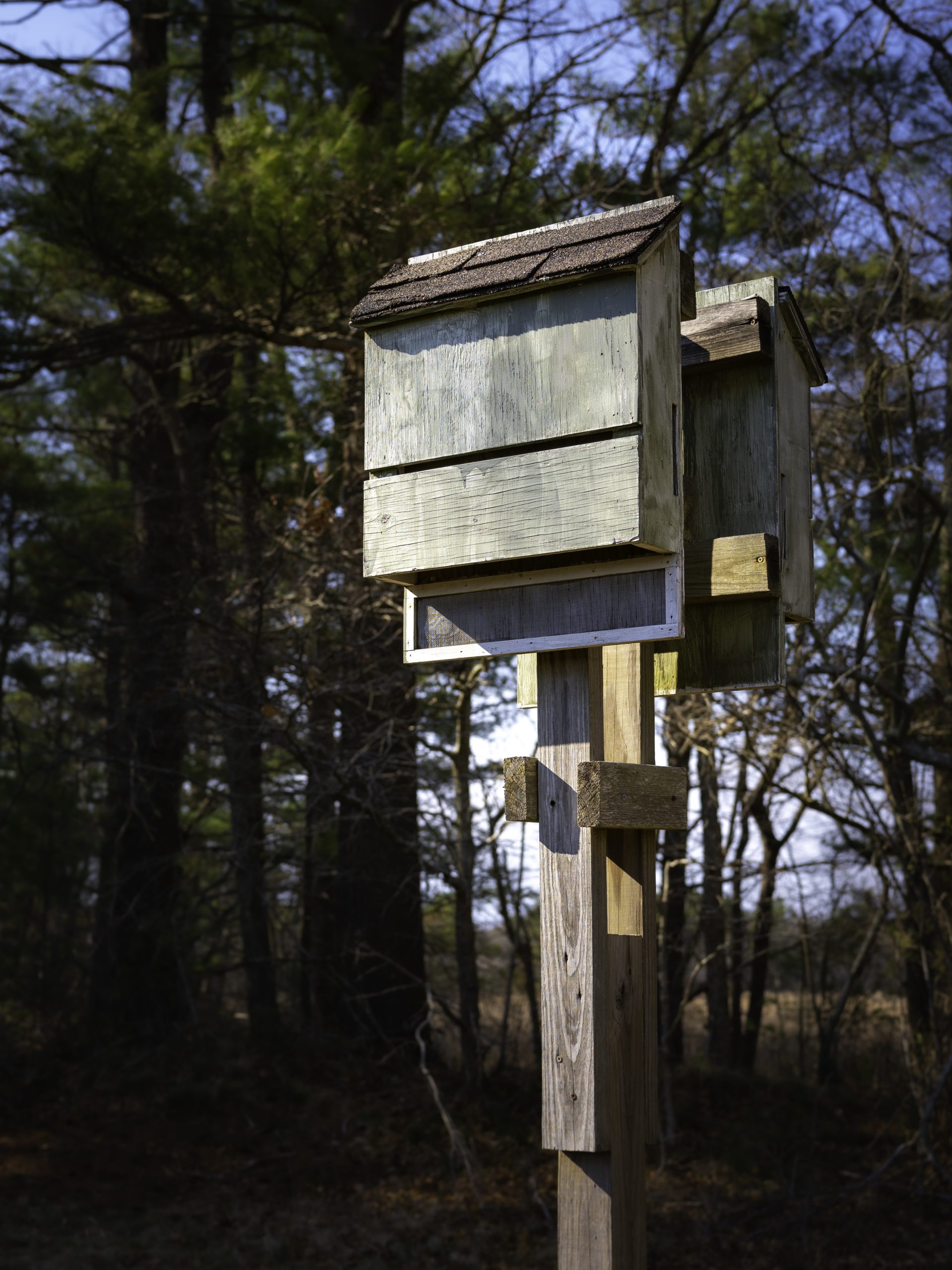 How To Build Bat House And Why You Must Have One! - Mental Scoop