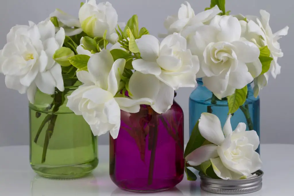 9 Plants For Your Bedroom That Help With Insomnia And Sleep Apnea ...
