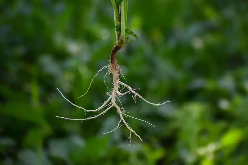 9 Homemade Rooting Hormone Recipes For Gardeners - Mental Scoop
