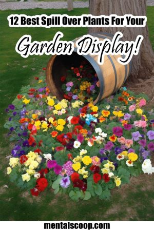 12 Best Spill Over Plants For Your Garden Display! - Mental Scoop