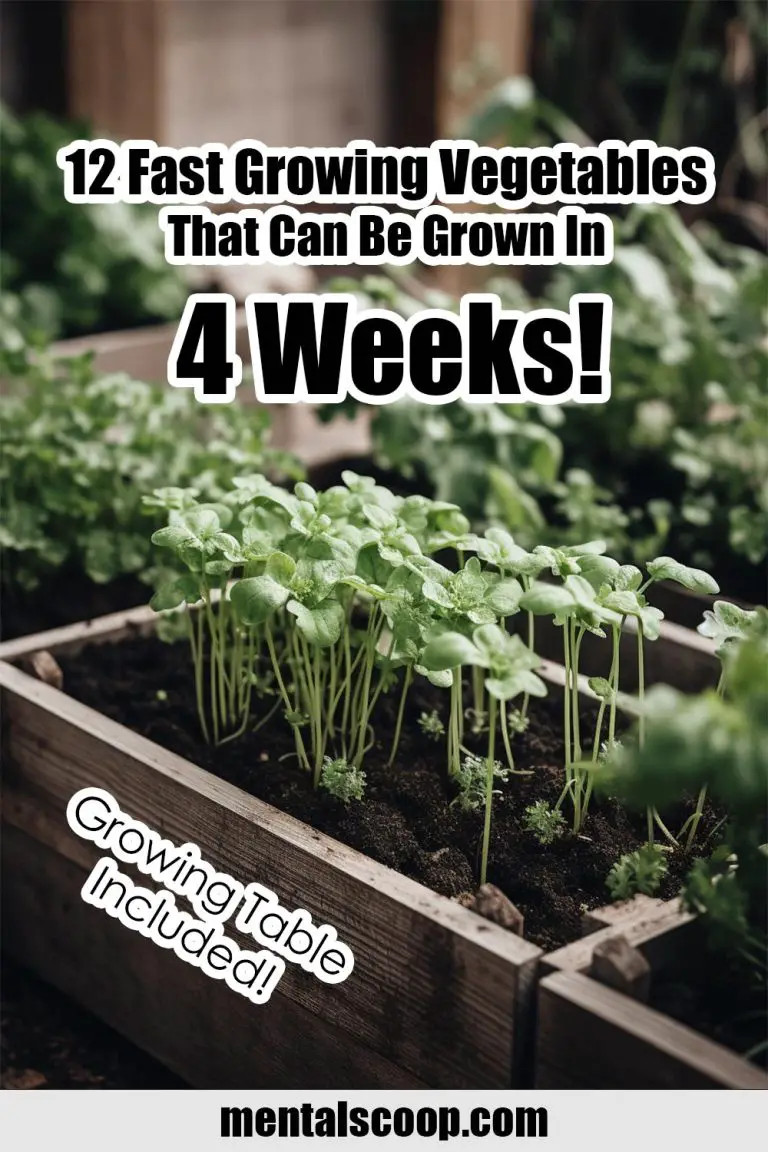 12 Fast Growing Vegetables That Can Be Grown In 4 Weeks! - Mental Scoop